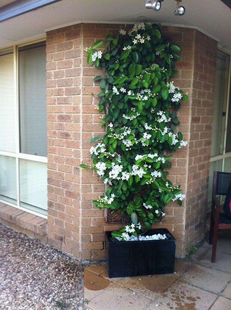 17 Plantas Trepadoras Que Te Servirán Para Decorar Paredes